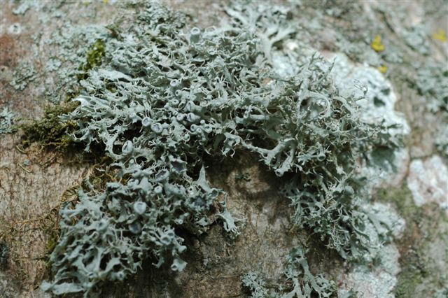 Anaptychia ciliaris | The British Lichen Society